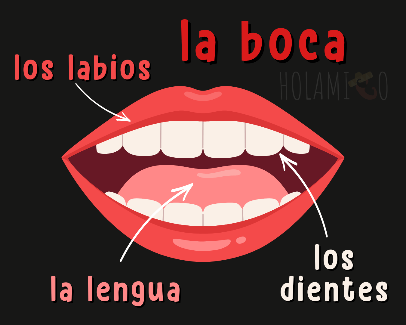 Vocabulaire du corps humain en espagnol : les parties du visage